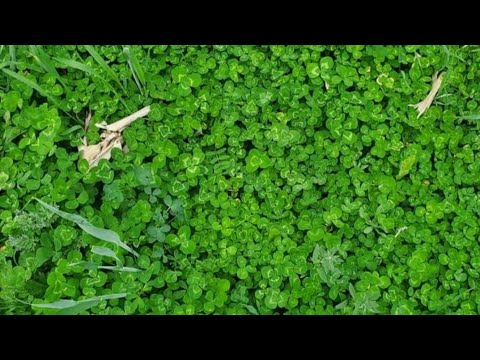 One of the Best Shade Tolerant Clovers - YouTube