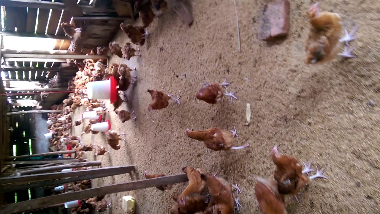 Sasso chicken in Rwanda - YouTube