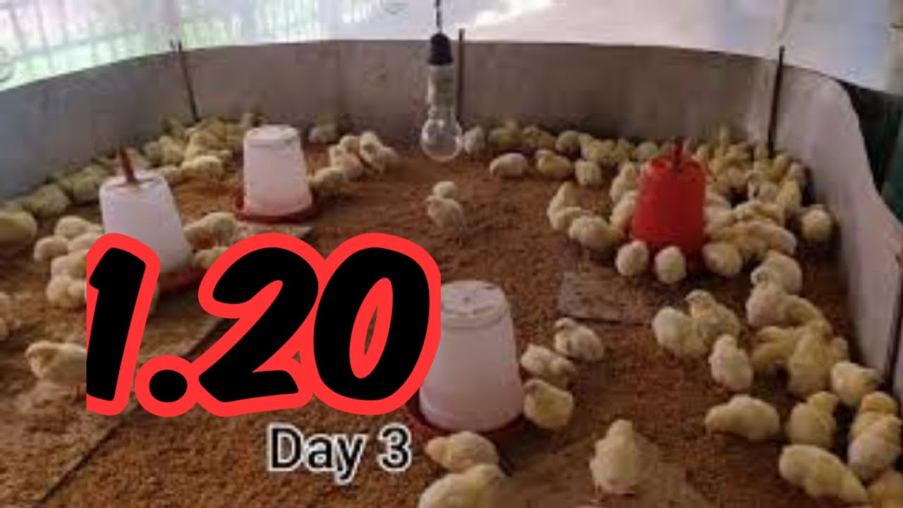 day-3 broiler chicks managment winter - YouTube