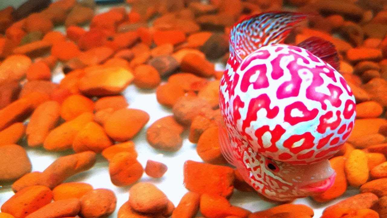 Amazing F2 King Kamfa Flowerhorn | Big Kok Flowerhorn Cichlids - YouTube