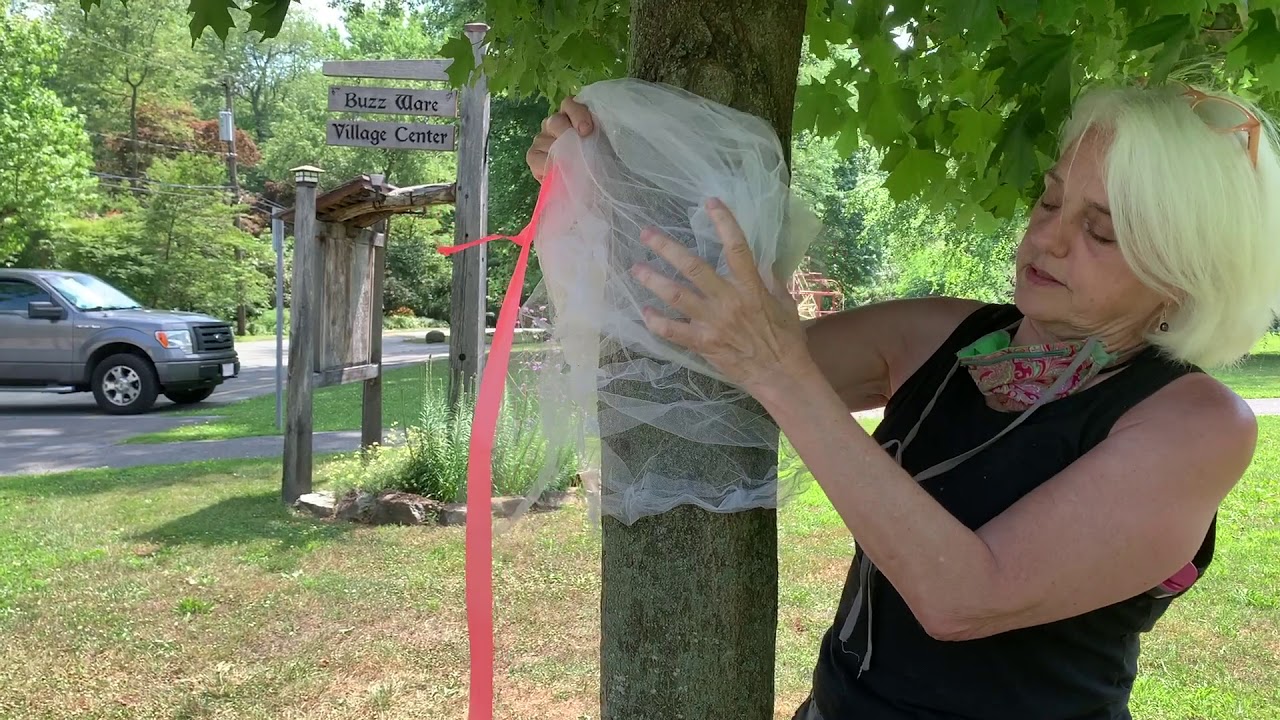 Easy and simple tulle trap for the Spotted Lanternfly - YouTube