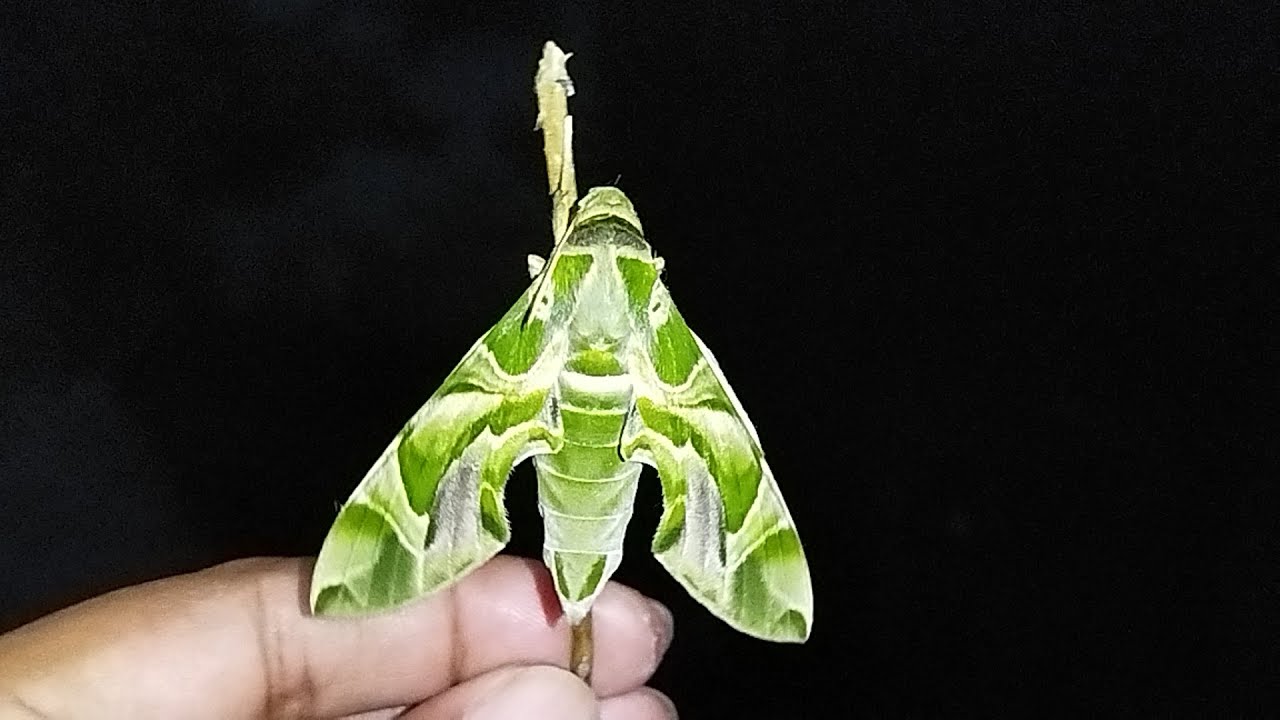 Oleander Hawk Moth Caterpillar Life Cycle I Daphnis nerii - YouTube