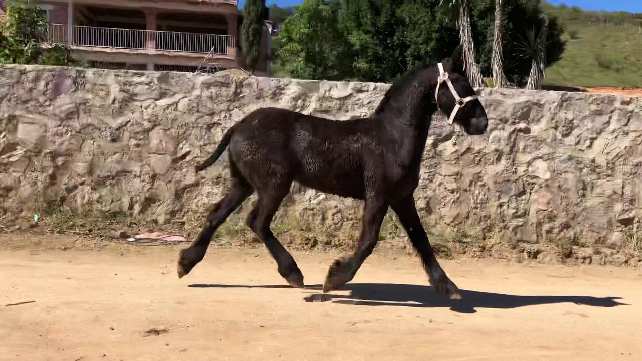 Caballos frisones, venta de potros Frison, caballos frisian, - YouTube