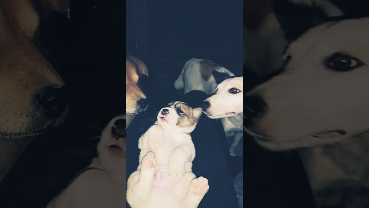 #Bantay dog 😅😅 - YouTube