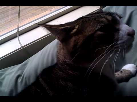 Cat yodeling - YouTube
