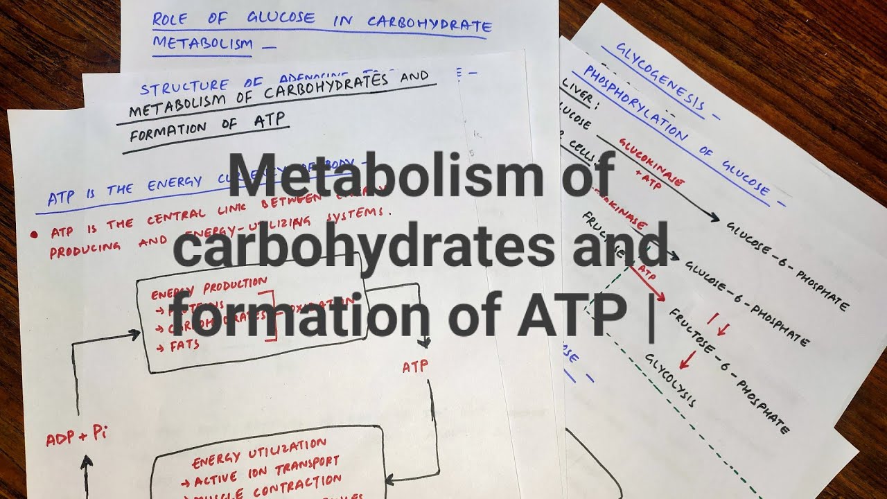 Metabolism of carbohydrates and formation of ATP| part 1| med tutorials ...