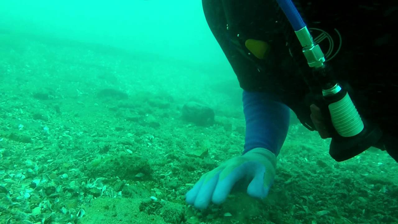 The perfect underwater fish viewing location selection process. - YouTube