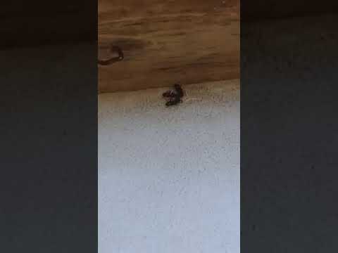 Gecələri pərvanə başma dolandı abi. Pirkol video