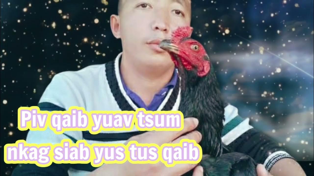 Tham pem kev piv qaib sib ncaws yuav tsum nkag siab yus tus qaib thiab nyeem tawm lawv tus - YouTube