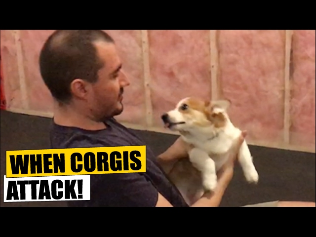 Does The Pembroke Welsh Corgi Attack Intruders