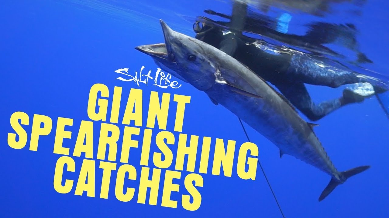 TOP 5 GIANT Spearfishing Catches by the Salt Life Team - YouTube