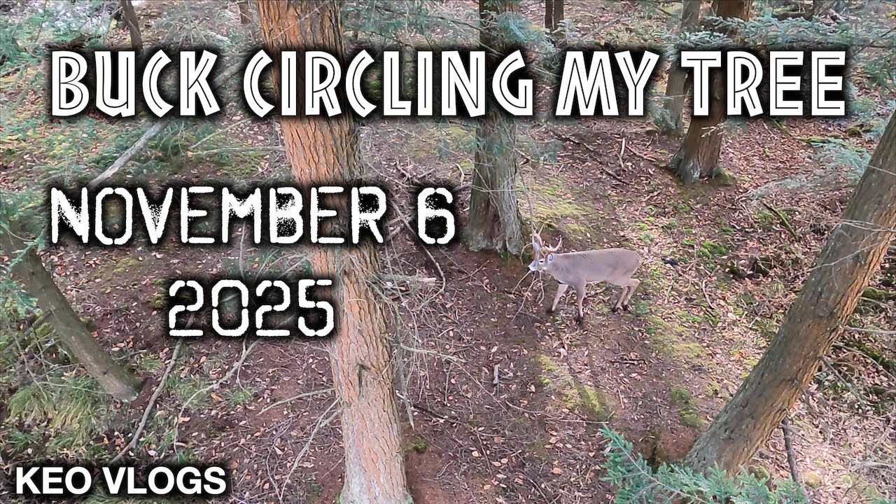 Bucks On The Search For Receptive Doe - YouTube