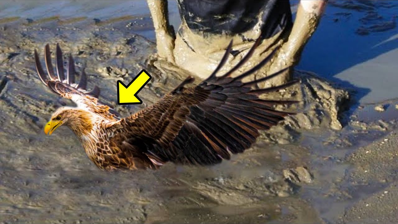 Man Rescued Dying Trapped Eagle From the Mud, What Happened Next is ...