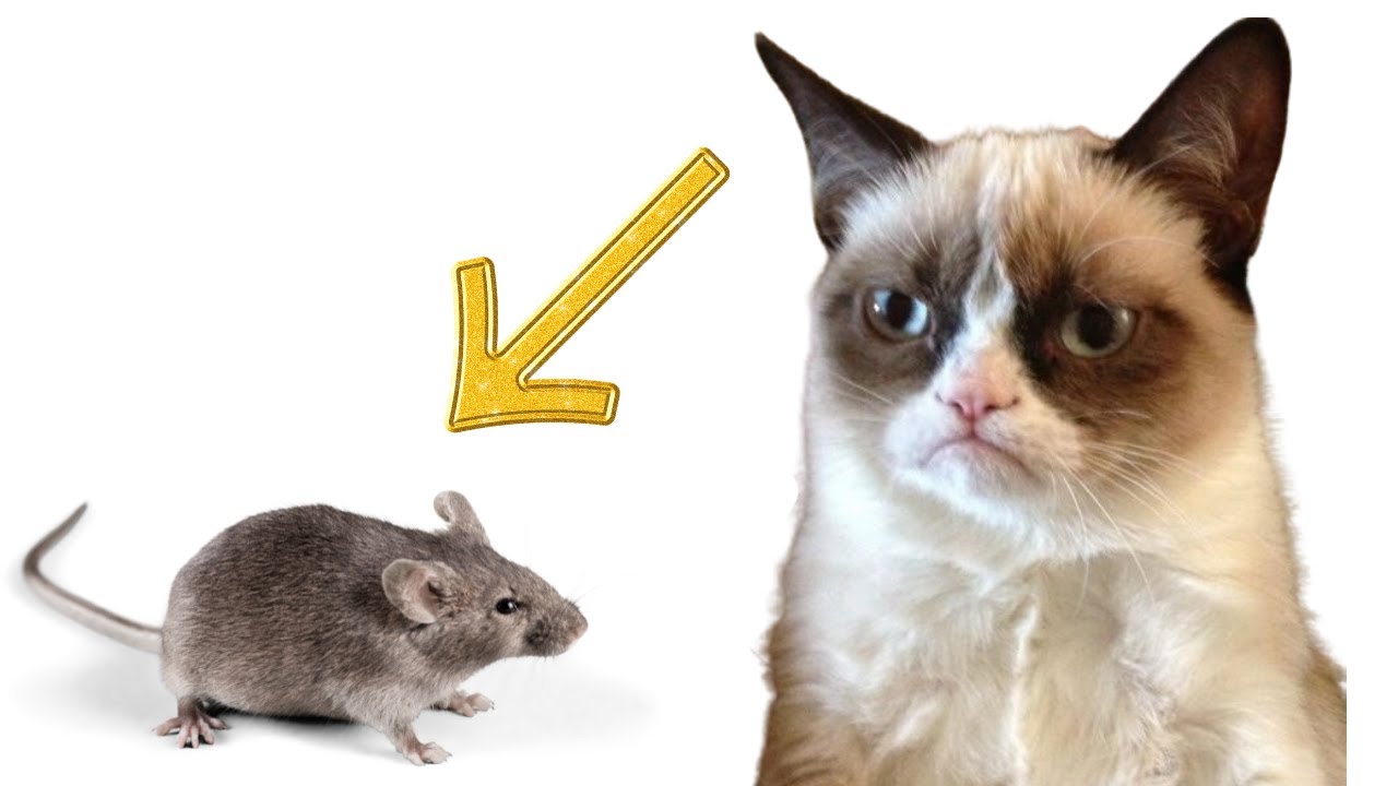 Feline Fun 😻 Watch Your Cat Get Excited with This Mouse Game - YouTube
