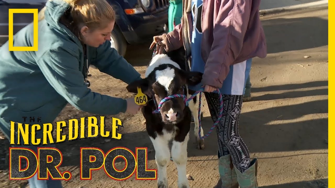 A Wheezing Calf | The Incredible Dr. Pol - YouTube