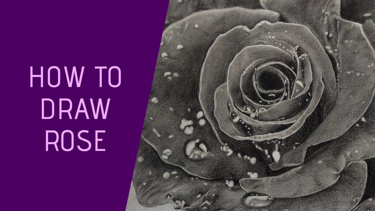 How to draw rose | Progress video - YouTube