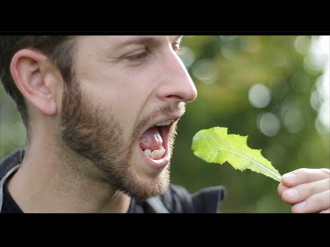 How to Identify (and EAT) the Dandelion - YouTube