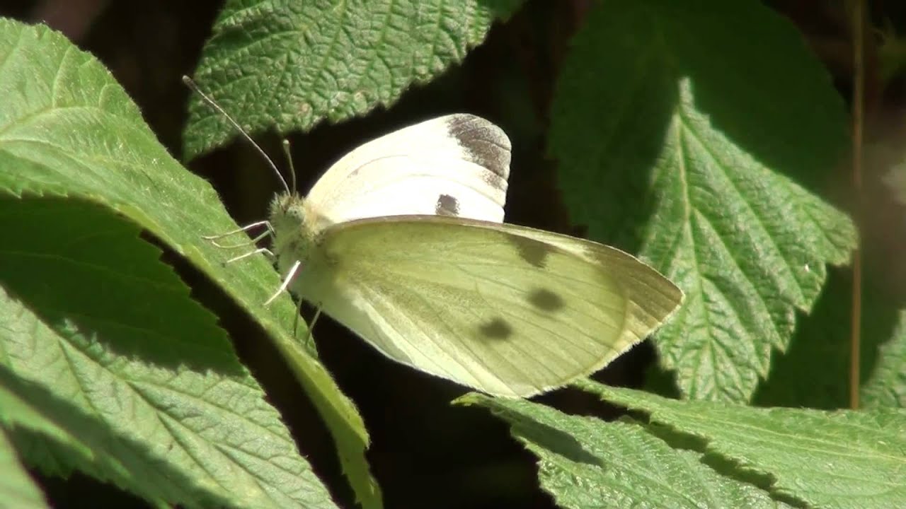 Cabbage White (Pieridae: Pieris rapae) Female on Leaf - YouTube