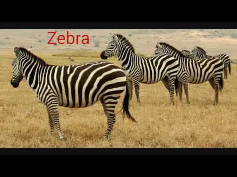 Wild Animals And Their Sounds - YouTube