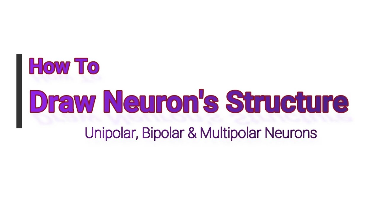 How To Draw Neurons Structure Drawing Of Unipolarbipolar And Multipolar Neurons Medico Star