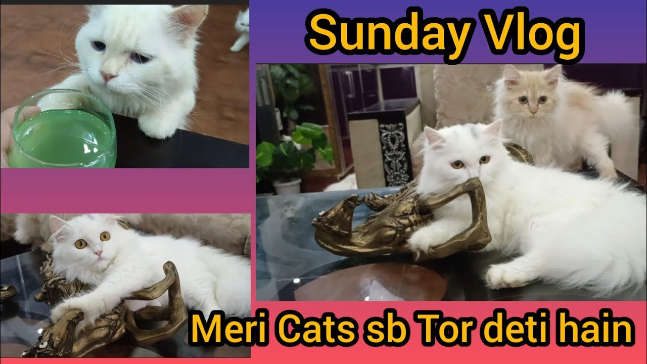 Meri Cats sub Kuch Tor deti hain | new style se Maggie bnai | Sunday ...
