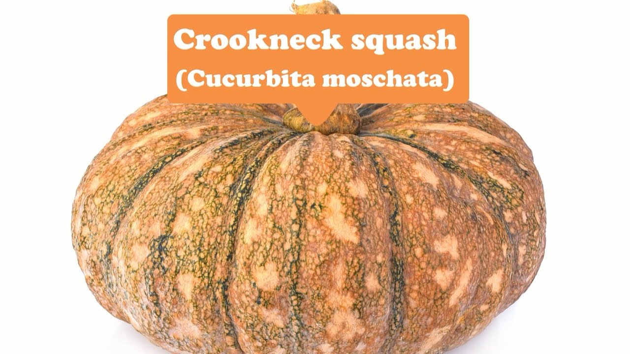 Cucurbita Moschata Varieties