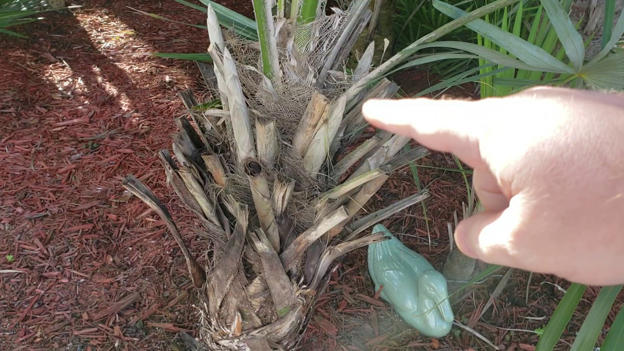 Leucothrinax morrisii - The Florida Key Thatch Palm. - YouTube