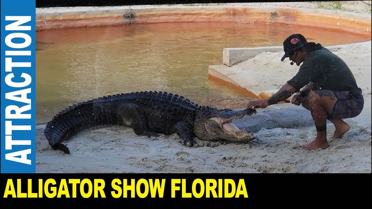 Alligator show in American Everglades National Park Florida large ...