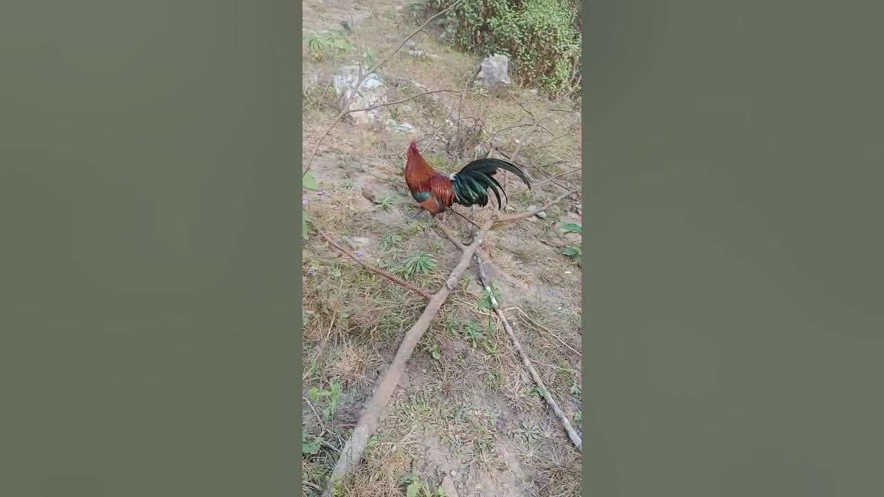 suab qaib dib qua zoo 2025 - YouTube