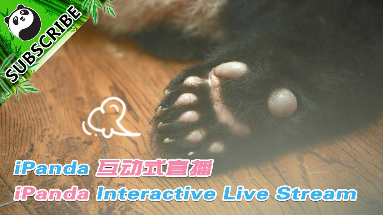 iPanda New Segment: Interactive Live Stream Every Week! - YouTube