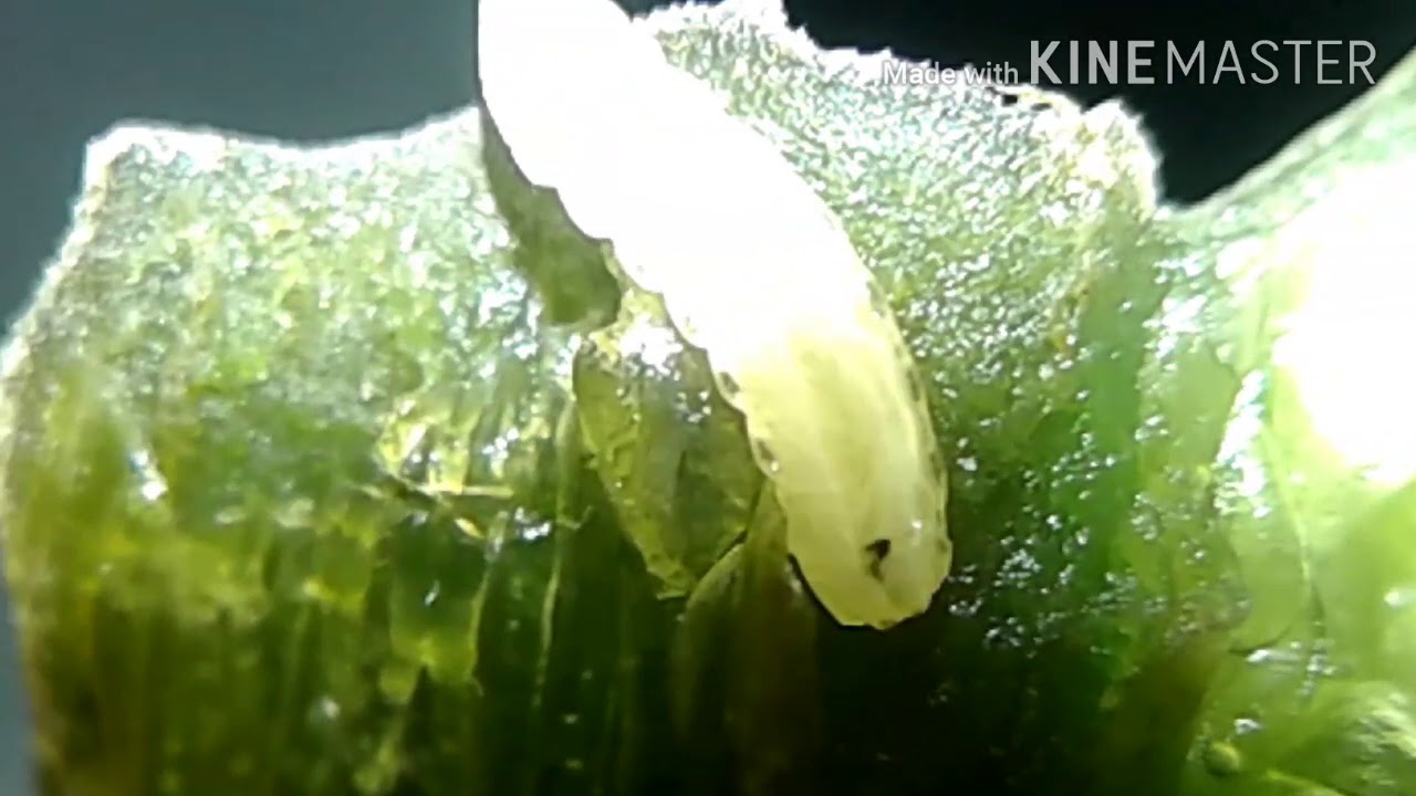 Beware of eating chili ll chili fruit fly l - YouTube