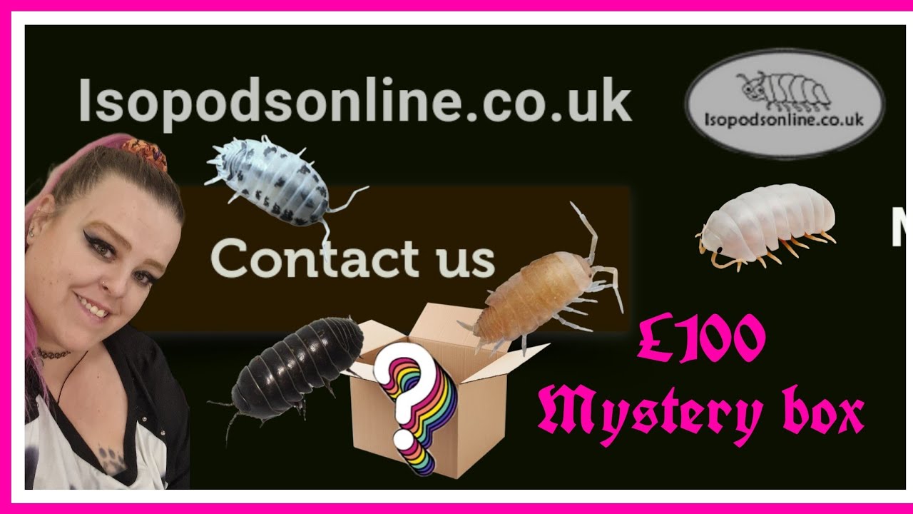 £100 isopod mystery box from isopods online - YouTube