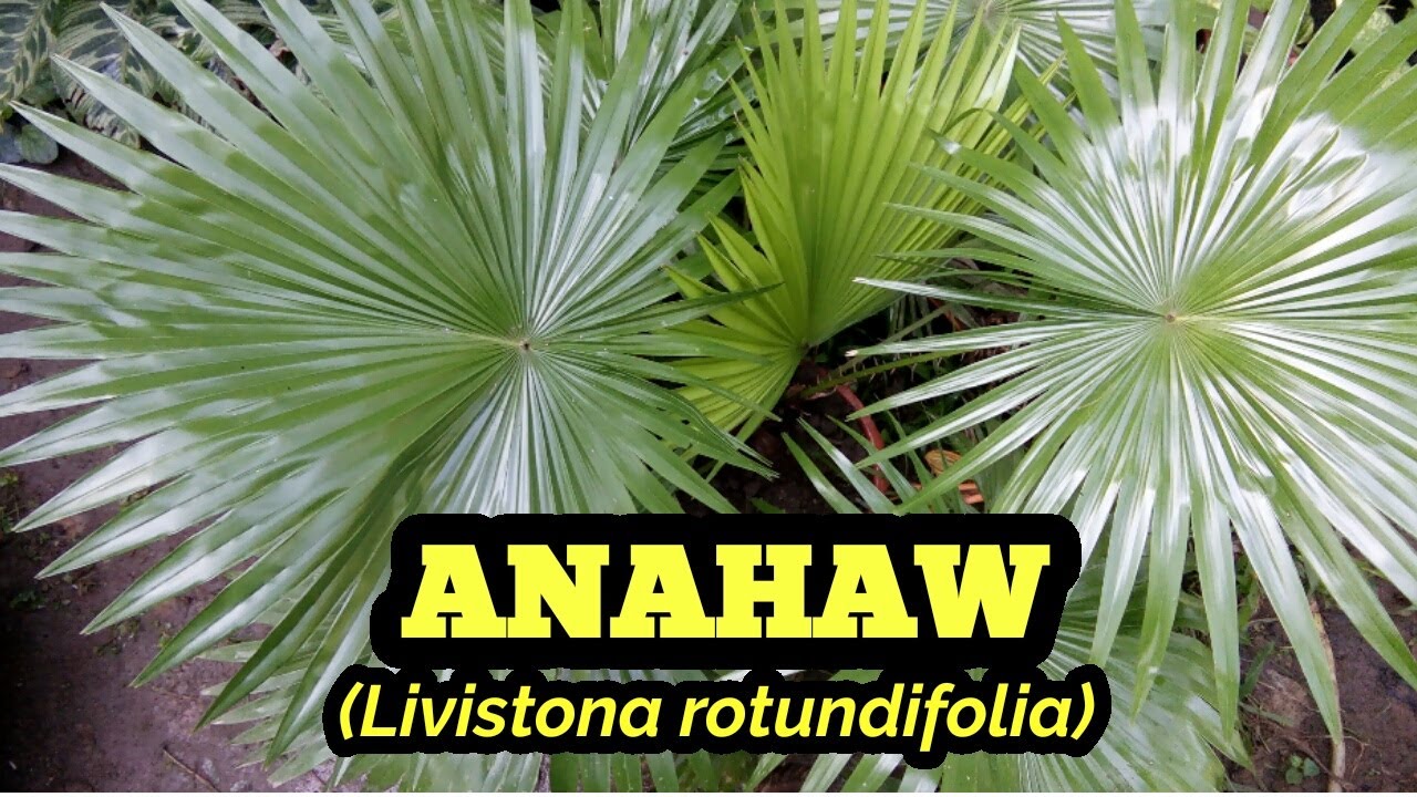 Philippine National Leaf