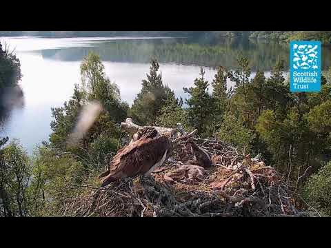 Easy Like Sunday Morning - (Loch of the Lowes Osprey Webcam 2023) - YouTube