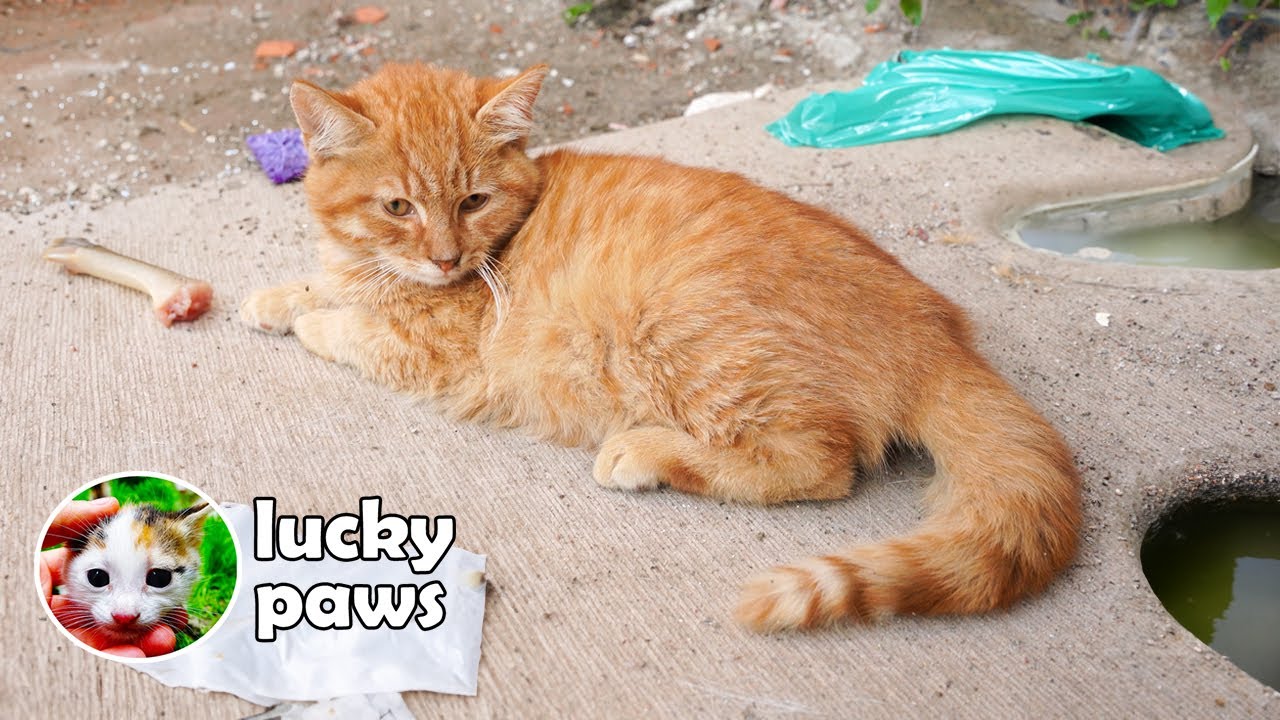 The kitten is meowing in pain and waiting for God to send him help ...