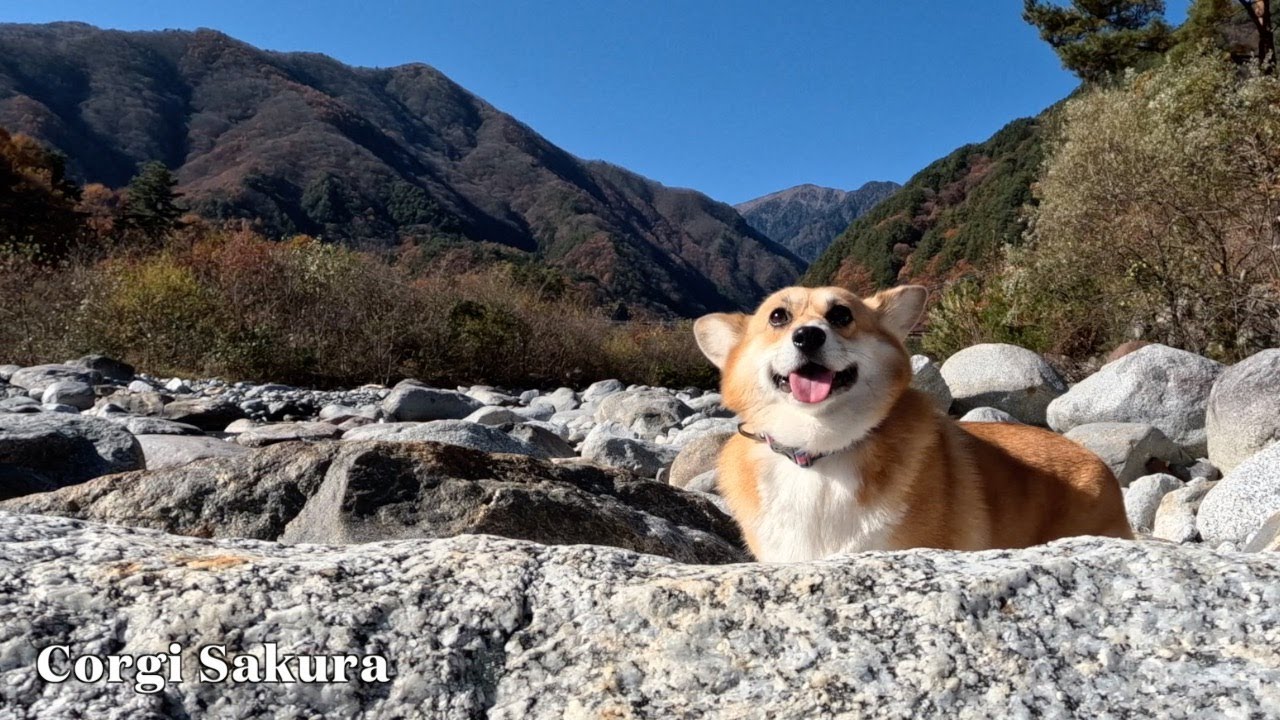 久しぶりにお気に入りの河原を歩き回ったコーギー / My corgi had a blast exploring its favorite riverbank today! - YouTube