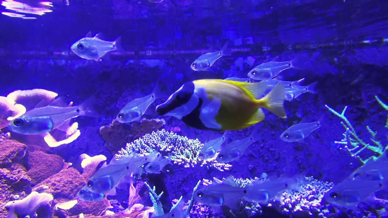 ウスモモテンジクダイ Gilbert's cardinalfish,Fragile cardinalfish Zoramia ...