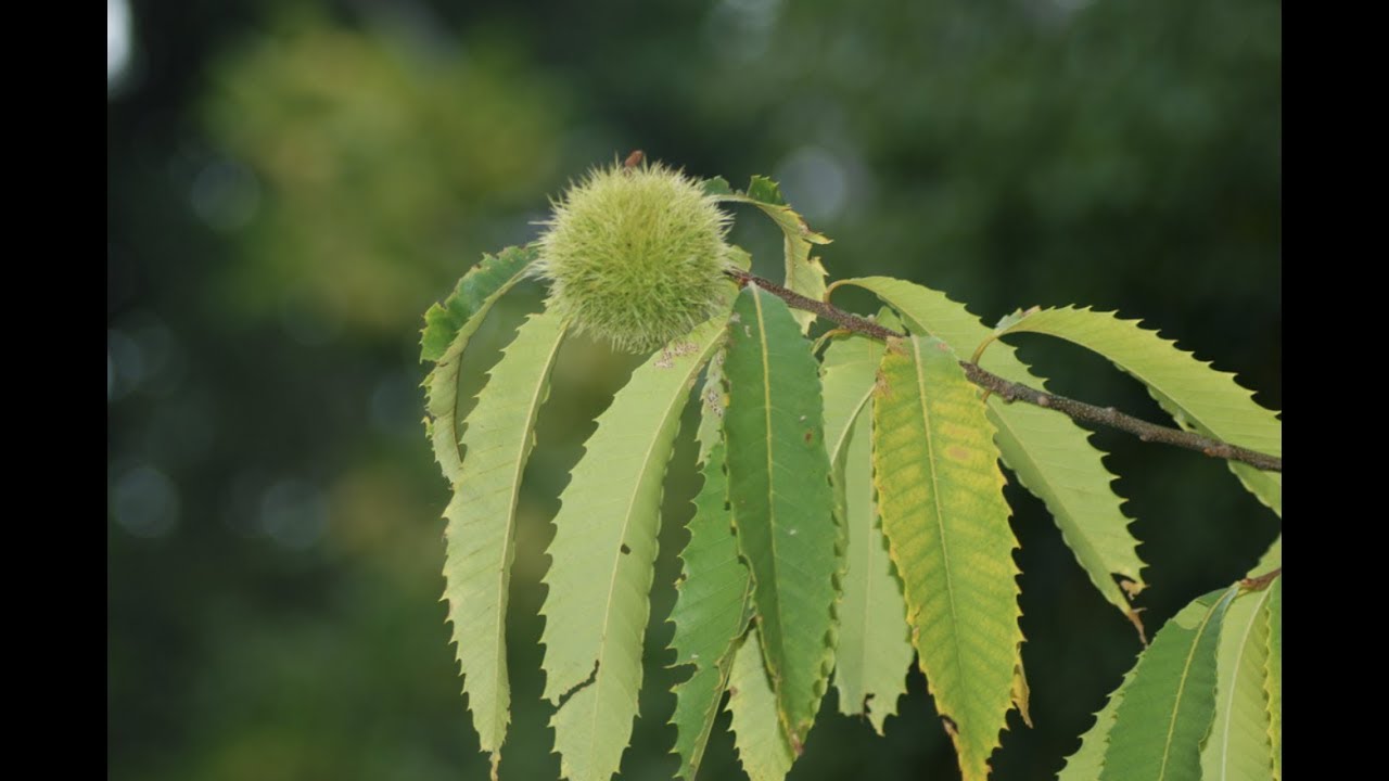 American Chestnut | Ten Plants That Shaped Tennessee - YouTube