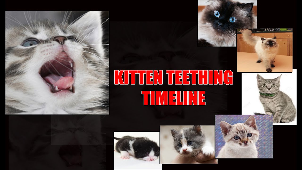 KITTEN TEETHING TIMELINE - YouTube