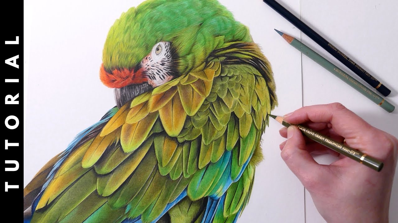 How To Draw A Realistic Macaw In Pencil Bird Drawing How To Draw A