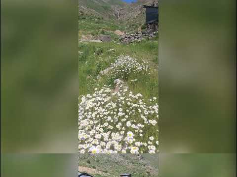 Sen bizim dağları bilmezsin gülüm Abdurrahim Karakoç  Pazaryolu karataş mahallesi bilonus mezra 