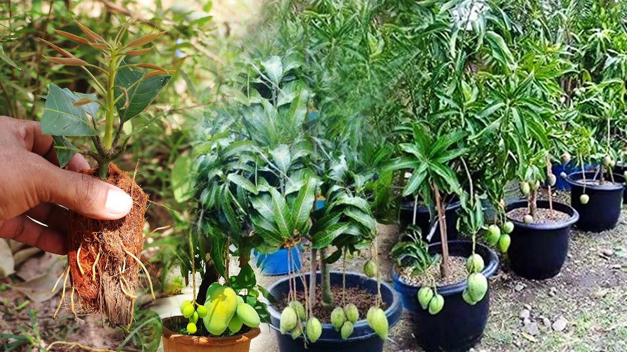 mango trees from cutting in coconut shell experiment - YouTube