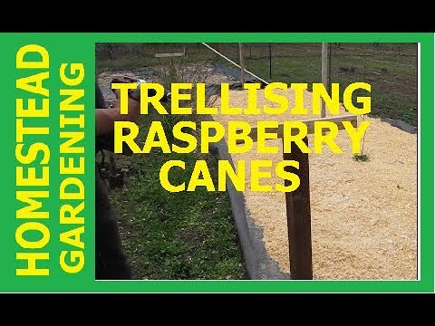 HOMESTEAD GARDENING - Trellising Raspberry Cane - YouTube