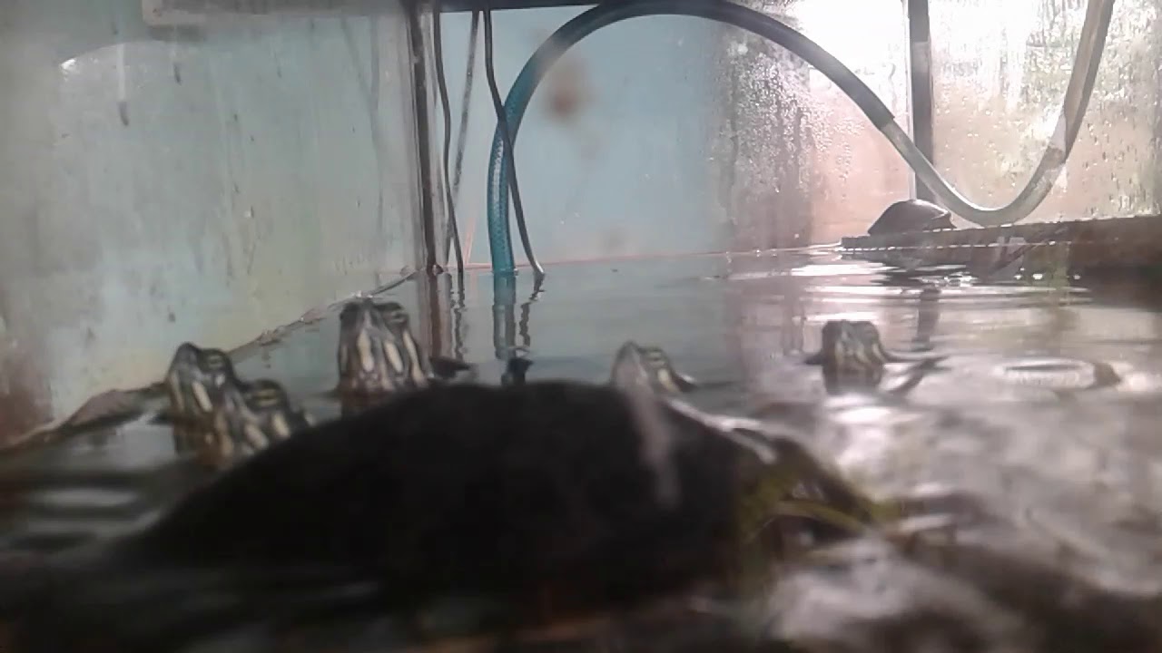 TORTUGAS PAVO REAL - YouTube