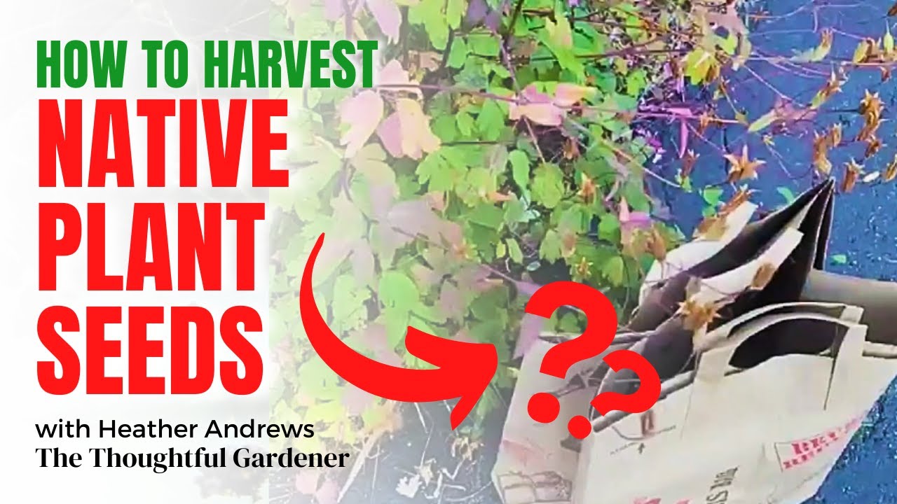 The EXPERT Guide to Native Plant Seeds - YouTube