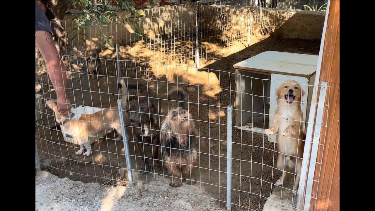 Rescued Puppy Riley is Adopted - YouTube