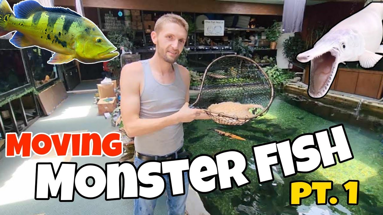Big Fish make Big Splash! Moving Giant Stingrays and More - YouTube