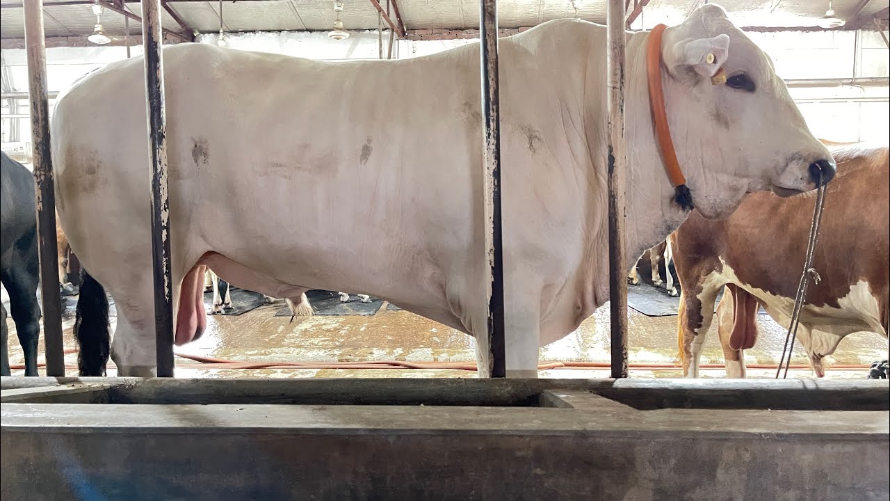 Giant Chianina Bull of Khan Cattle Ranch | Imported Bull | Kurbani Eid ...