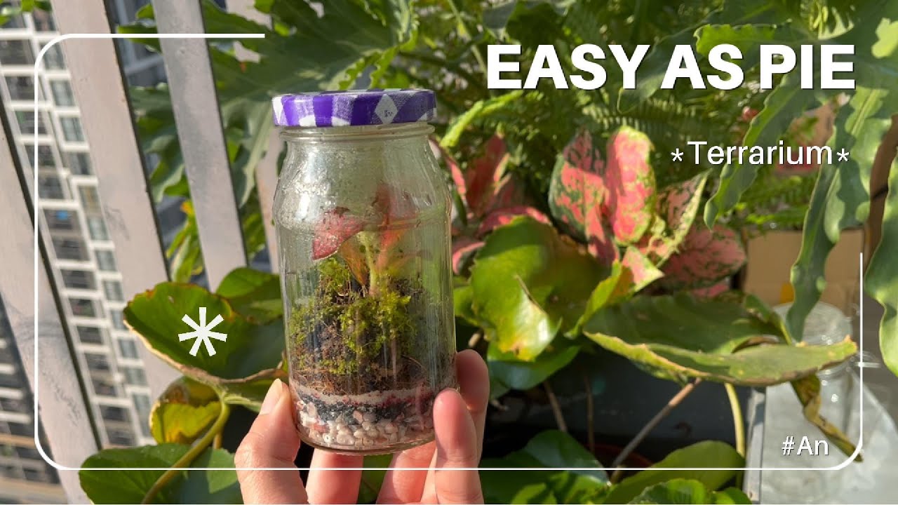 Quick and Easy Terrarium Ideas: Making a mini ecosystem in a few ...
