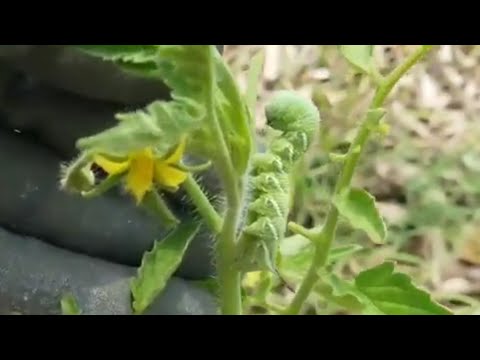 THE DREADED TOMATO HORN WORM - YouTube